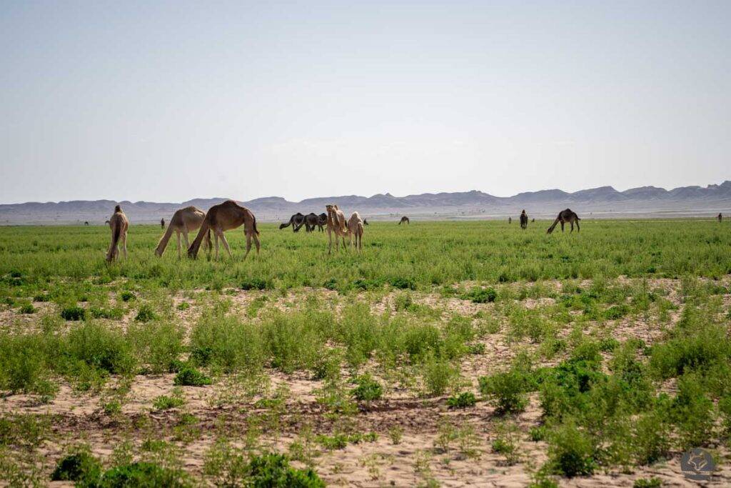 Morocco Weather 2026 Weird Weather Conditions